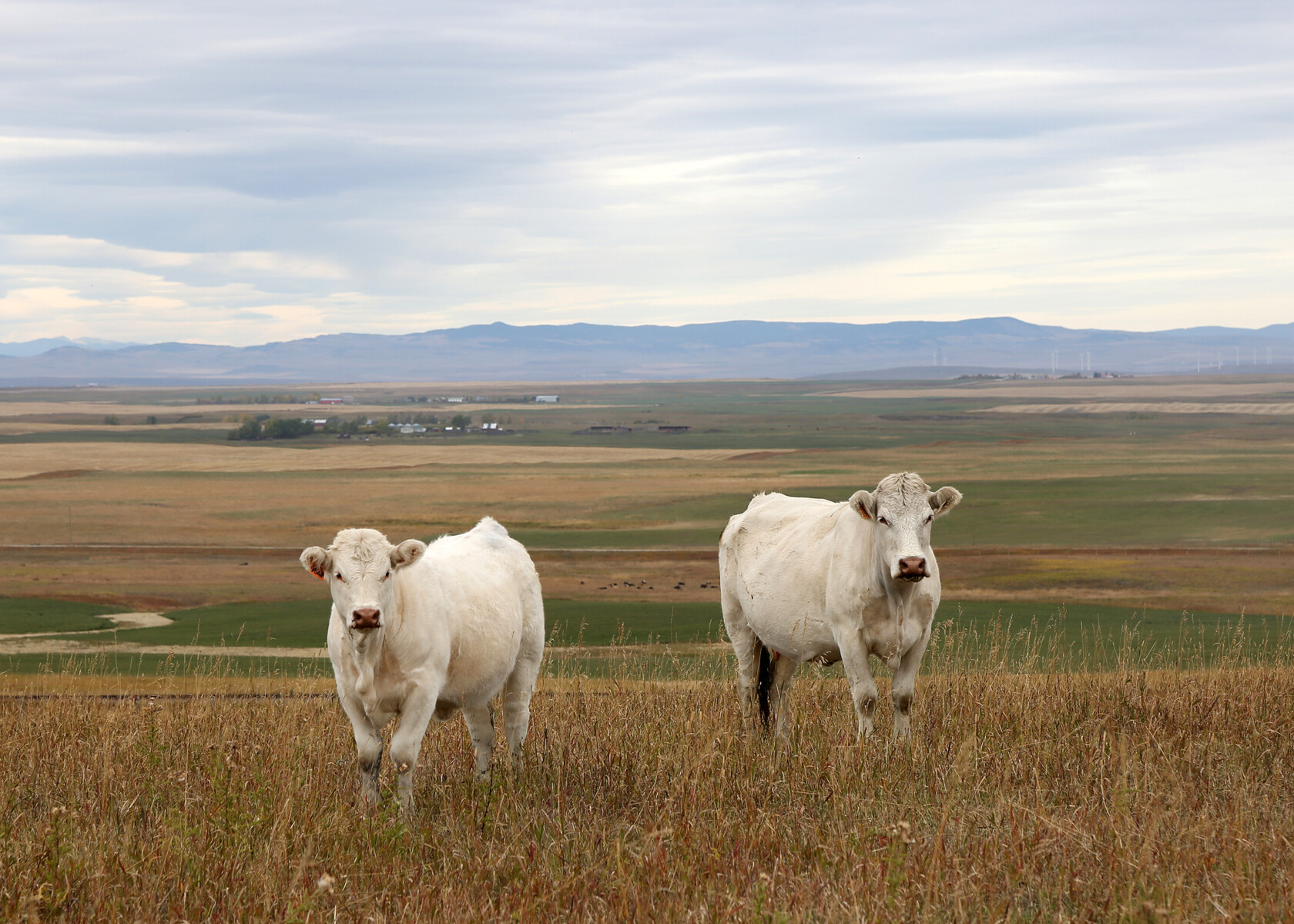 Home - Canadian Charolais Association