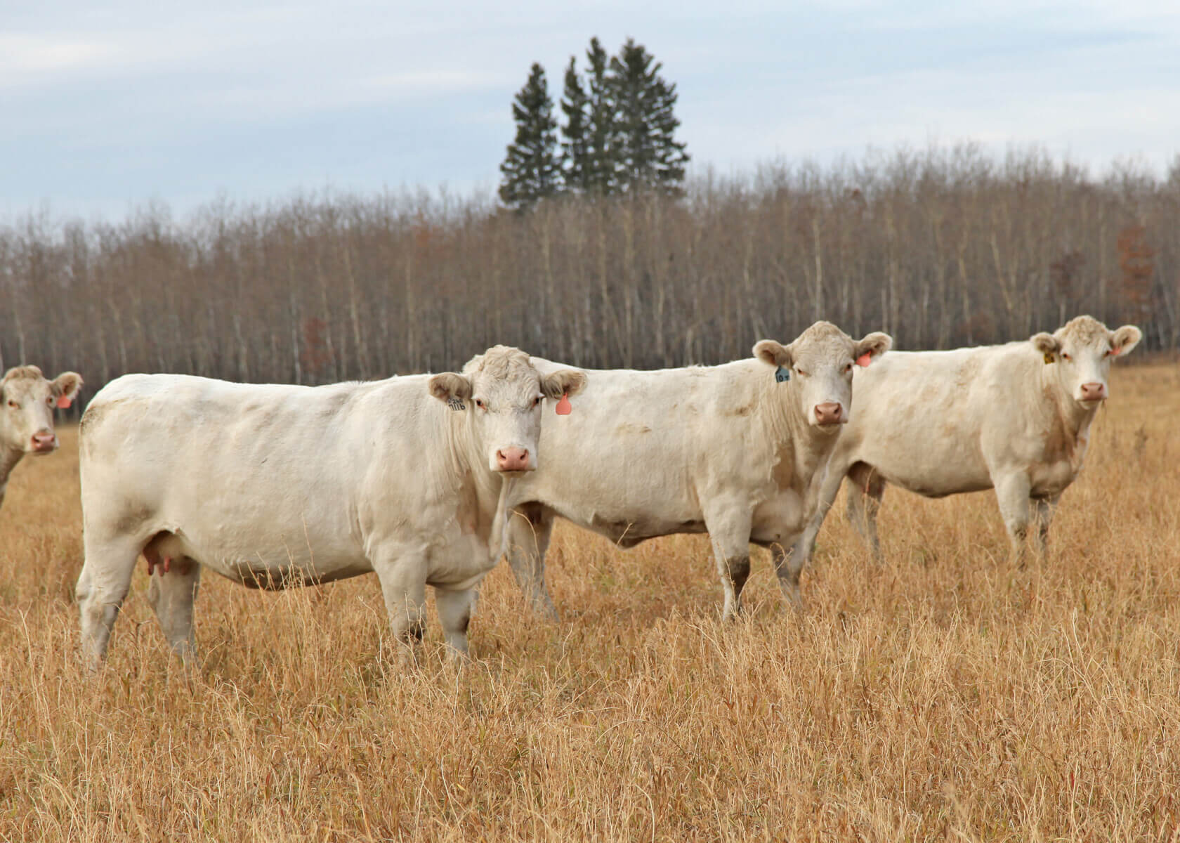 Home - Canadian Charolais Association